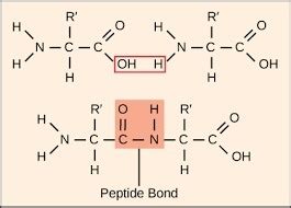 Protein Structure Flashcards Quizlet