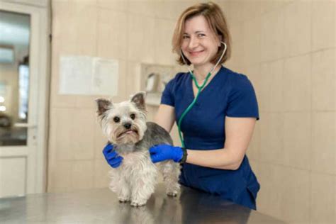 Clínica Especializada em Atendimento Veterinário para Animais