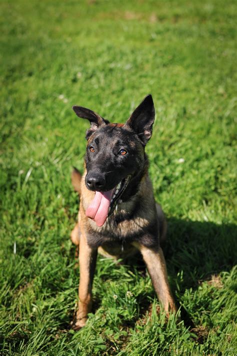 APAGI Lascar CHIEN Berger Belge Malinois à la robe Fauve charbonné