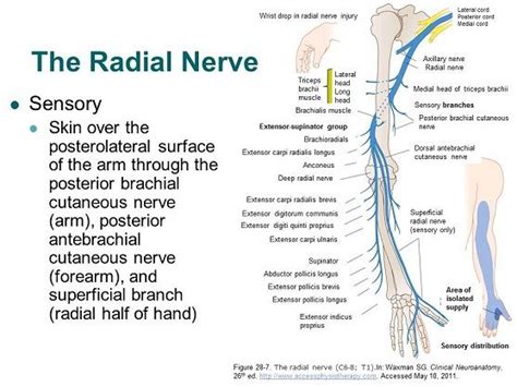 AccessPhysiotherapy Brachial Plexus And Peripheral Nerves Nerve