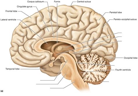 Midsagittal Brain Lab Diagram Quizlet