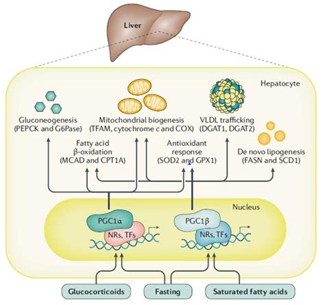 The Role Of Peroxisome Proliferatoractivated Receptor PPAR