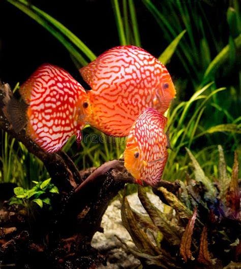 Discus Fish In Aquarium Tropical Fish In Aquarium Symphysodon Discus