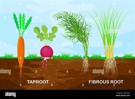 Taproot And Fibrous Root Example Comparison Plant Part With Main Large