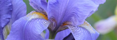 Historic Iris Preservation Society