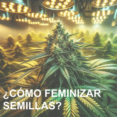 Feminización de Semillas de Marihuana Guía Simple