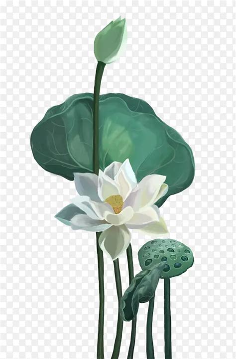 手绘莲花莲花PNG图片素材下载 图片编号yeggpnzn 免抠素材网
