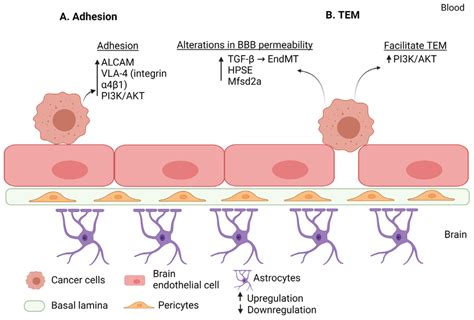 Schematic Representation Of Common Mediators Of Extravasation In The