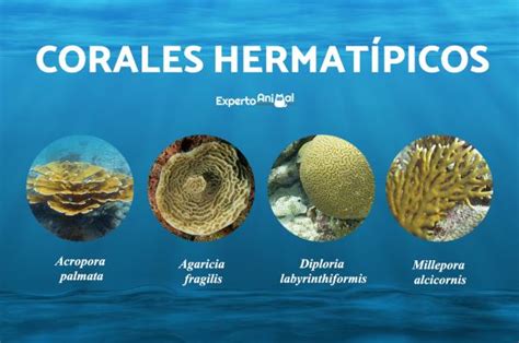 Dibujos De Arrecifes De Coral Marinos