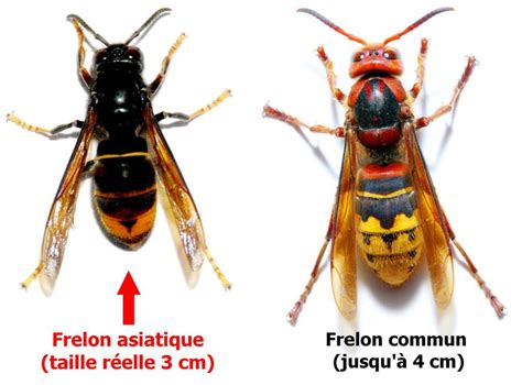 Identifier Abeille Guêpe Frelon européen ou asiatique Ainsi que