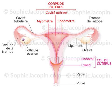 APPAREIL REPRODUCTEUR FÉMININ Illustration Sophie Jacopin