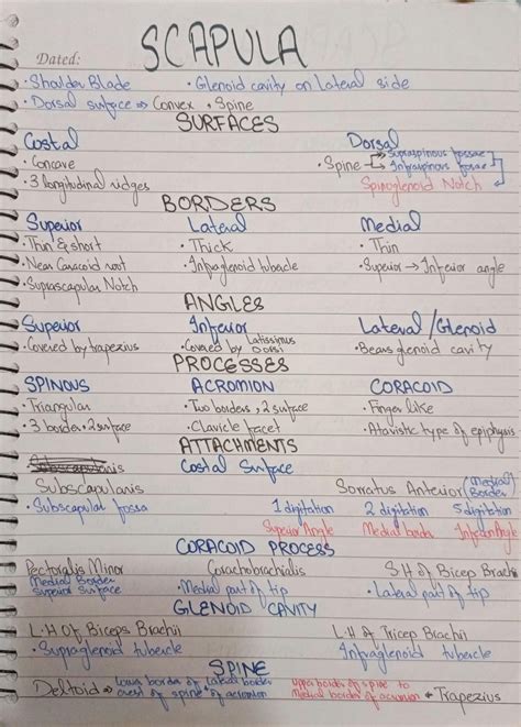 SOLUTION Upper Limb Anatomy Studypool