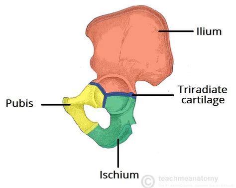 The Hip Bone Ilium Ischium Pubis Teachmeanatomy