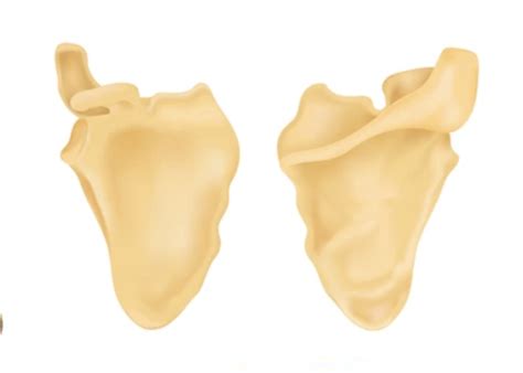 Scapula Diagram Diagram Quizlet