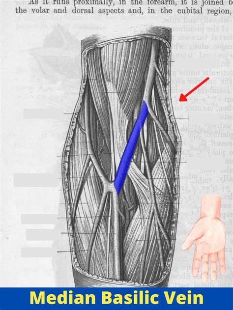 Arm Veins Flashcards Phlebotomy Notes Vein Flashcards Etsy UK