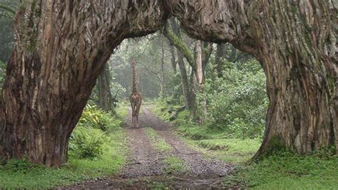 Arusha National Park