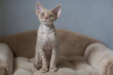 Kot devon rex cena charakter długość życia