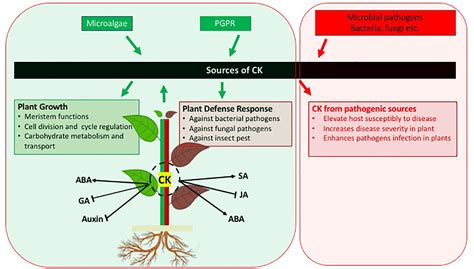 Cytokinins In Plants