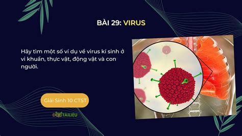 Hãy tìm một số ví dụ về virus kí sinh ở vi khuẩn thực vật động vật