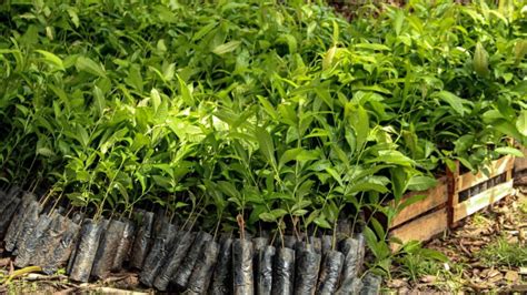 Brasil tem meta de restaurar 12 Milhões de hectares de vegetação nativa