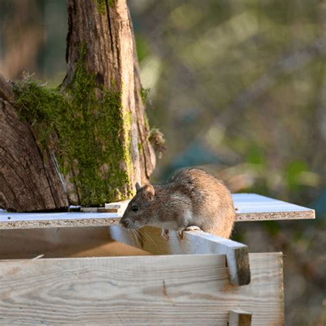 Rat Compost Comment Se D Barrasser Des Rats Dans Le Compost Guide