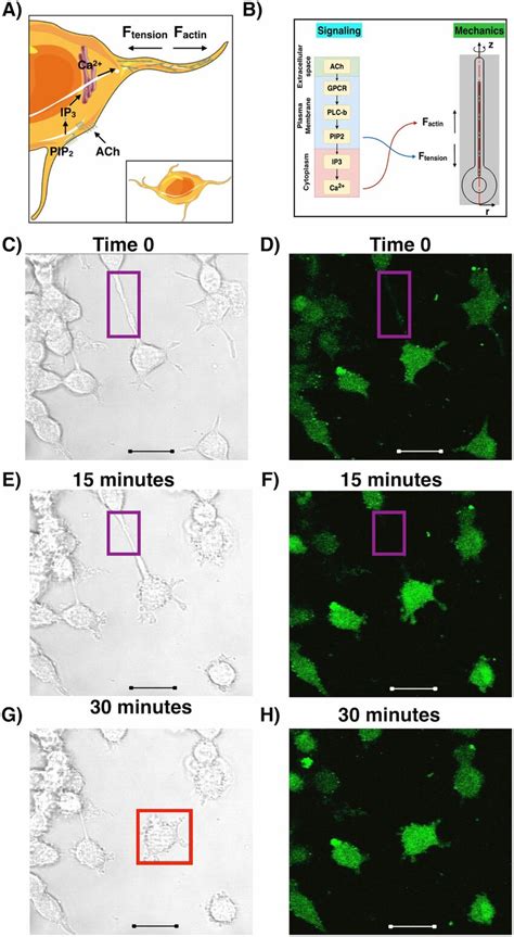 Neurite Retraction In PC12 Cells Is Induced By Calcium Stimulation A