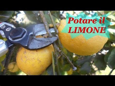 POTARE IL LIMONE Alberi Da Frutto Idee Di Giardinaggio Orticultura