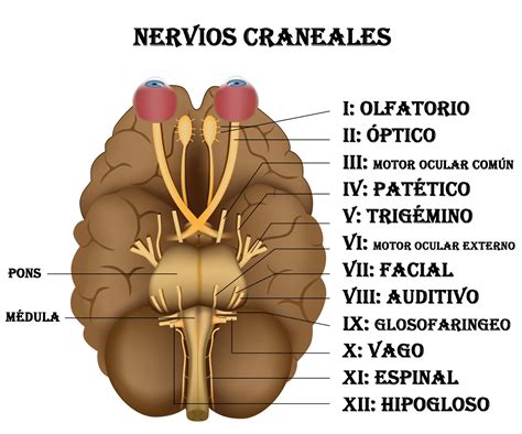 Nervios Craneales Anatomia Del Cerebro Humano Sistema Nervioso Humano