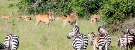 3 Day Akagera National Park Wildlife Safari Full Day Game Drive