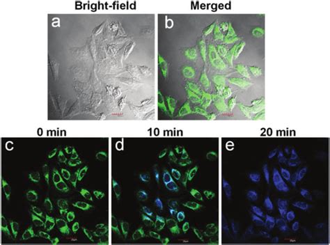 Confocal Microscopy Images Of Internalization Of 3 In HeLa Cells A
