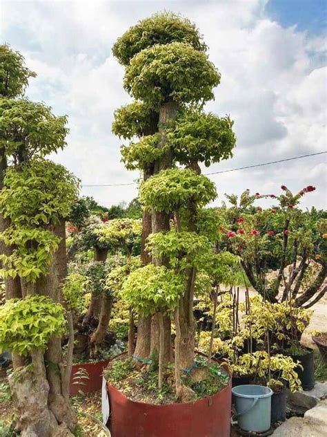 Jual Bonsai Anting Putri Murah Tukang Taman Surabaya