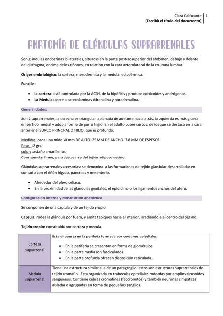 Anatomía de Glándulas Suprarrenales Clara Calfacante uDocz