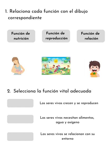 Las funciones vitales exercise for 1º Primaria Sistemas del cuerpo