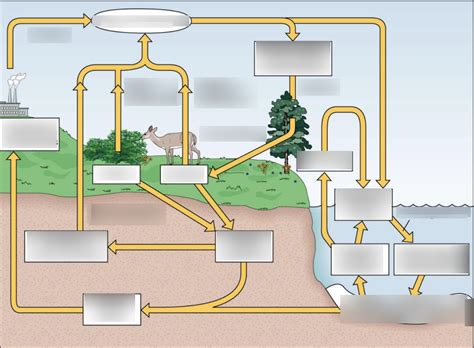 Carbon Cycle Diagram Quizlet
