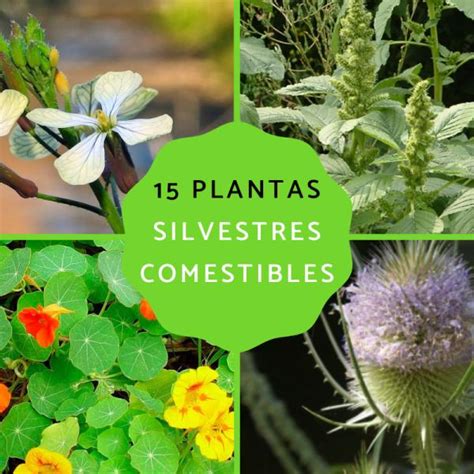 Botón de Oro Descubre los beneficios de esta planta medicinal