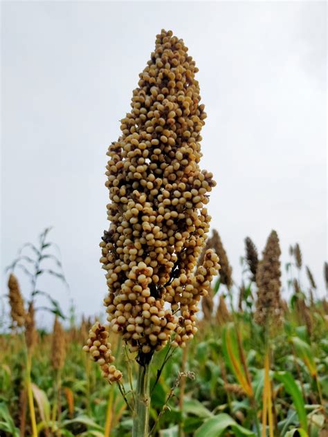 Jowar Comb Plant PixaHive