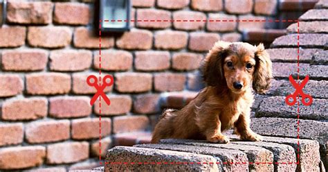 Easy Tips For Cropping Photos Like A Pro
