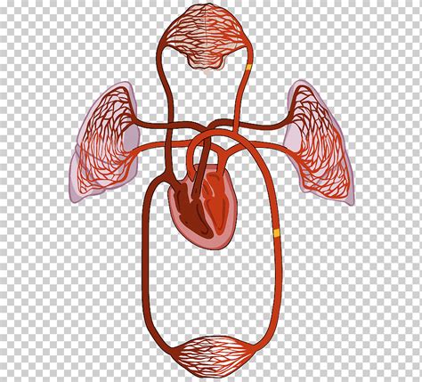 Descarga gratis Sistema circulatorio sistema de órganos cuerpo humano