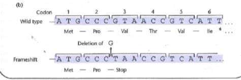 F Mutation Rekombination Flashcards Quizlet