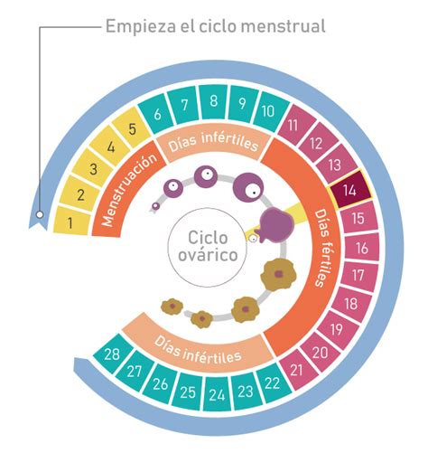 Fases Del Ciclo Menstrual Femenino Ulas