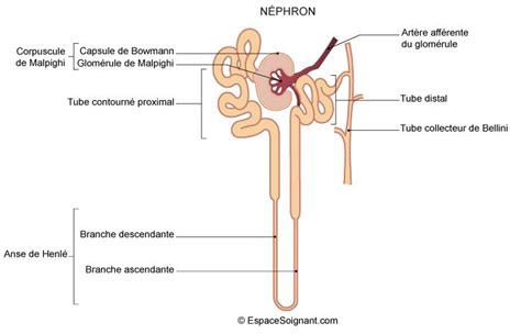Les Principaux Organes Du Syst Me Urinaire Sont Les Reins Les Uret Res