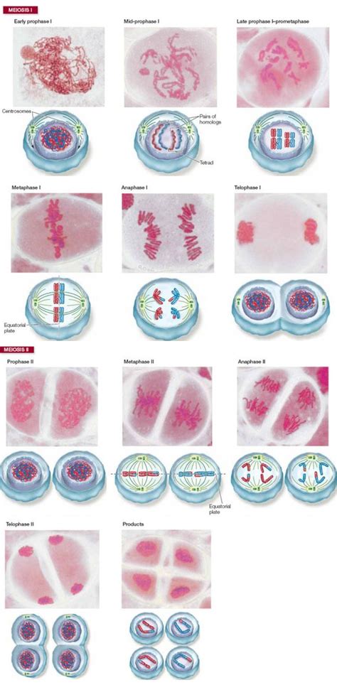 Mitose e meiose o que são como acontecem e diferença
