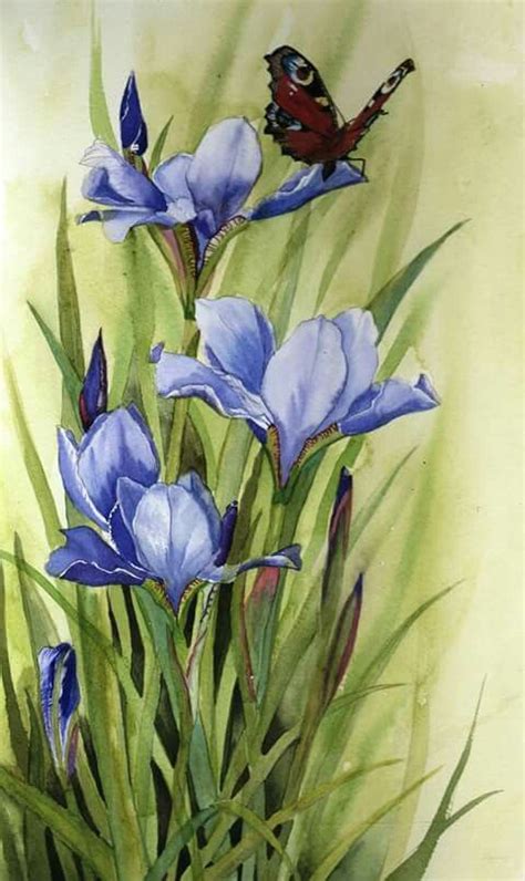 Pin by Tülin Uncu on Süsen in 2024 Flower drawing Watercolor flowers