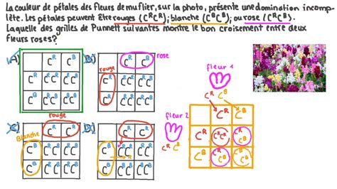 Exemple De Carr De Punnett Dominance Incompl Te