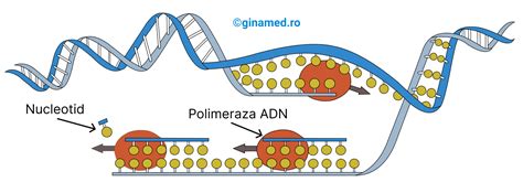 Bazele chimice ale anatomiei și fiziologiei Biologie Barron s GinaMed
