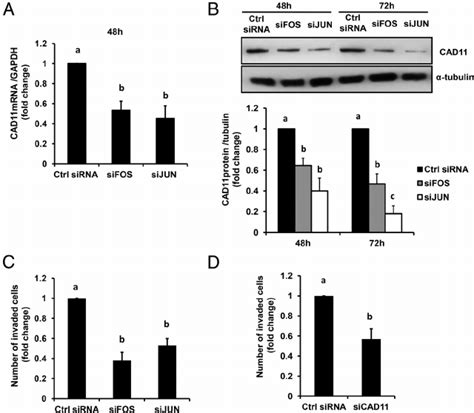 C FOS And C JUN Regulate Cadherin 11 Expression And HTR 8 SVneo Cell