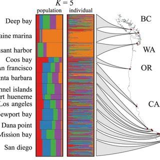Population Structure Predicted Using Bayesian Clustering Assignment Of