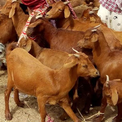 La chèvre rousse de Maradi un animal très prolifique niger