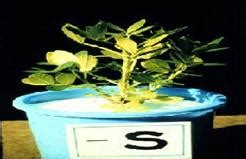 Plantwise Knowledge Bank
