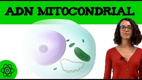 ADN Mitocondrial YouTube